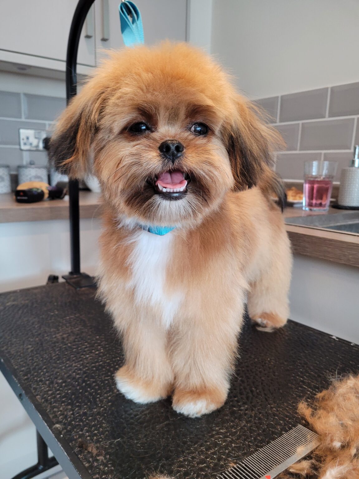 Home - Dinky Doodles